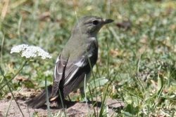Yellow-rumped Flycatcher | Birds Wiki | Fandom