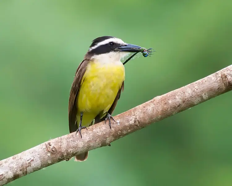 Great Kiskadee | Birds Wiki | Fandom