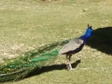 Indian Peafowl | Birds Wiki | Fandom