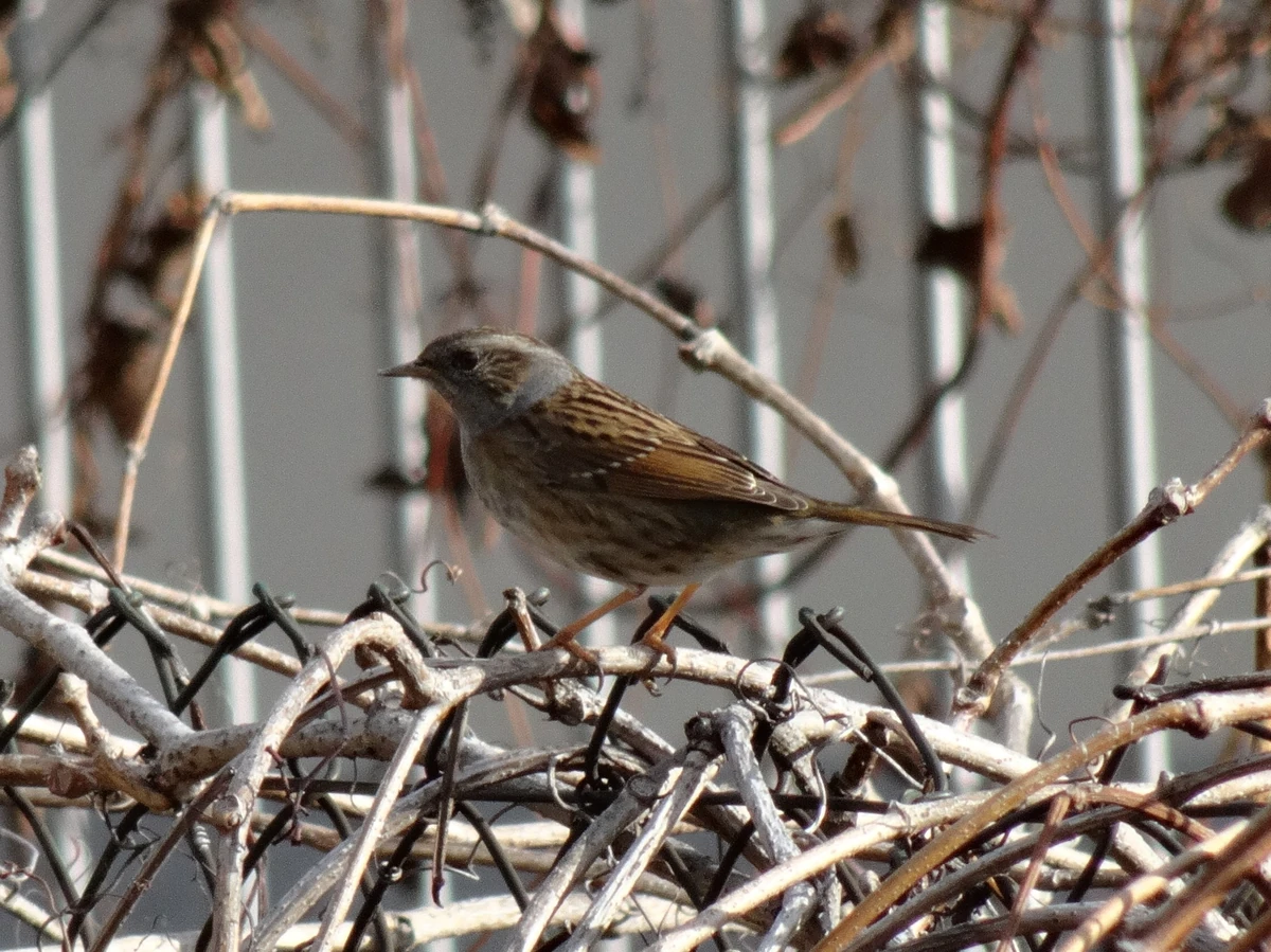 Dunnock | Birds Wiki | Fandom