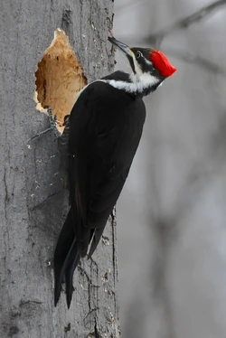 Pileated Woodpecker | Birds Wiki | Fandom