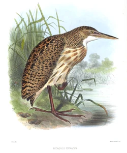 Pinnated Bittern | Birds Wiki | Fandom