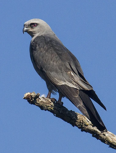Kite Bird