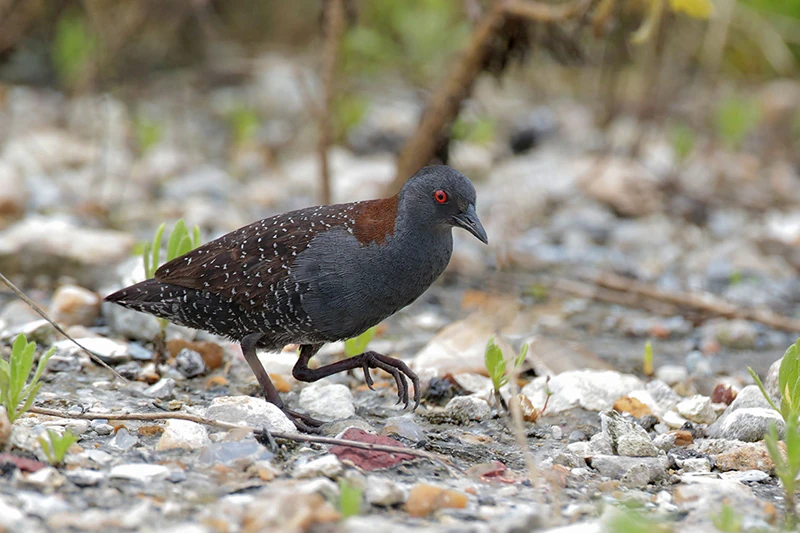 Black Rail | Birds Wiki | Fandom