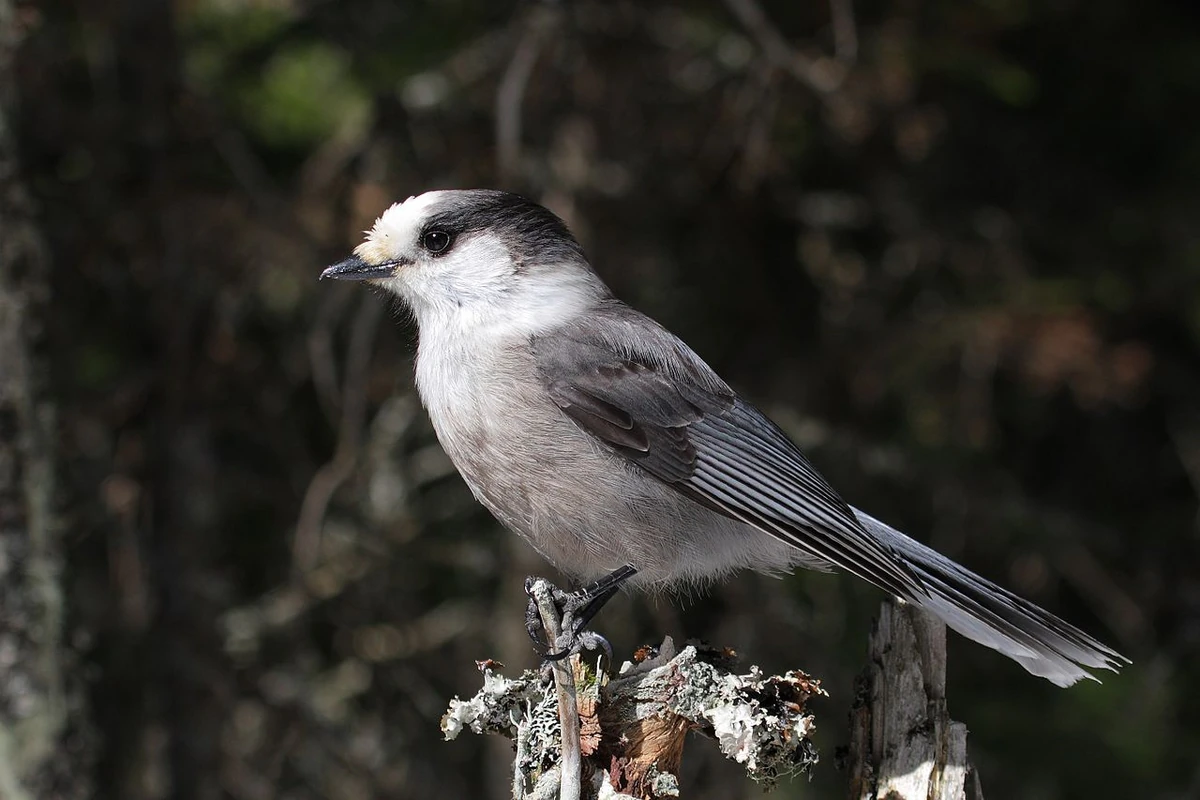 Canada Jay | Birds Wiki | Fandom