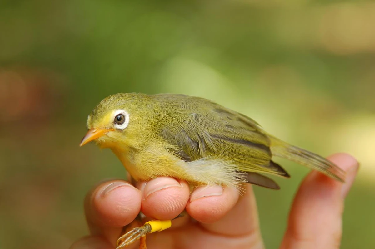 Rota White-eye | Birds Wiki | Fandom