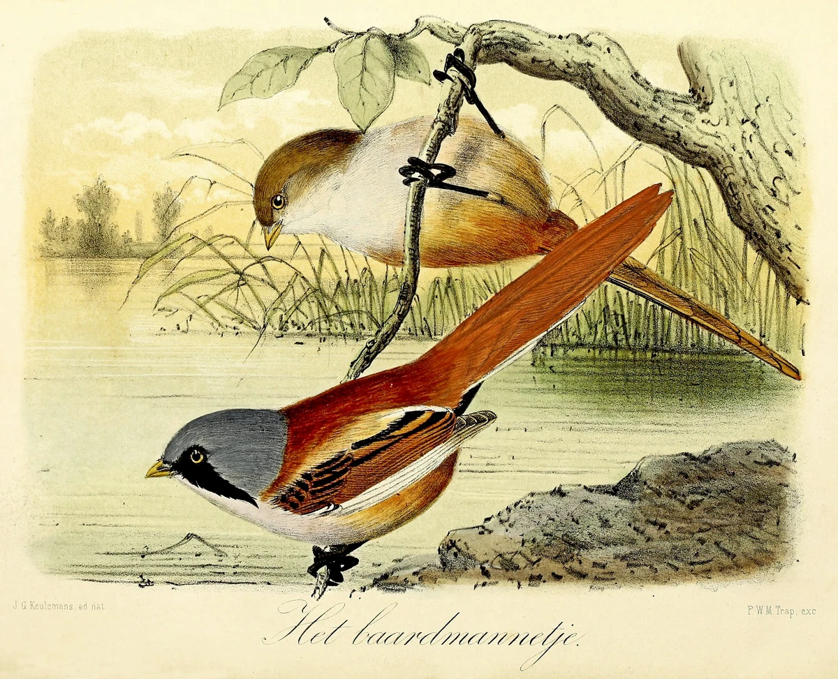 Bearded Reedling | Birds Wiki | Fandom