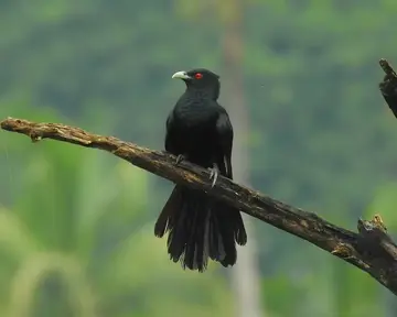 koel bird