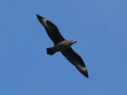 Great Skua | Birds Wiki | Fandom