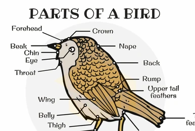 Labeled Body Parts Of A Hawk
