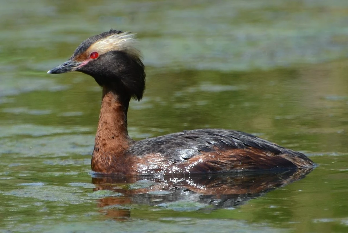 Horned Grebe | Birds Wiki | Fandom