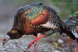 Ocellated Turkey | Birds Wiki | Fandom