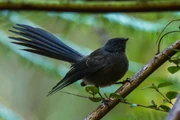 Fantail | Birds Wiki | Fandom
