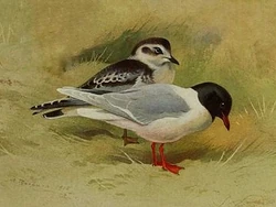 Little Gull | Birds Wiki | Fandom