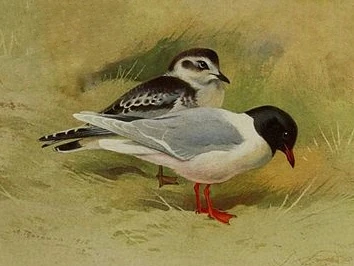 Little Gull | Birds Wiki | Fandom