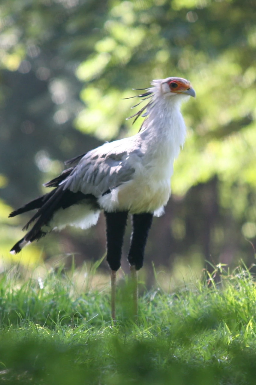 User blog:Birdie1800/Secretary birds | Birds Wiki | Fandom