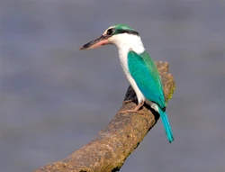 Collared Kingfisher | Birds Wiki | Fandom