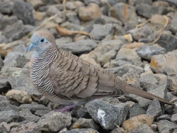 Zebra Dove | Birds Wiki | Fandom
