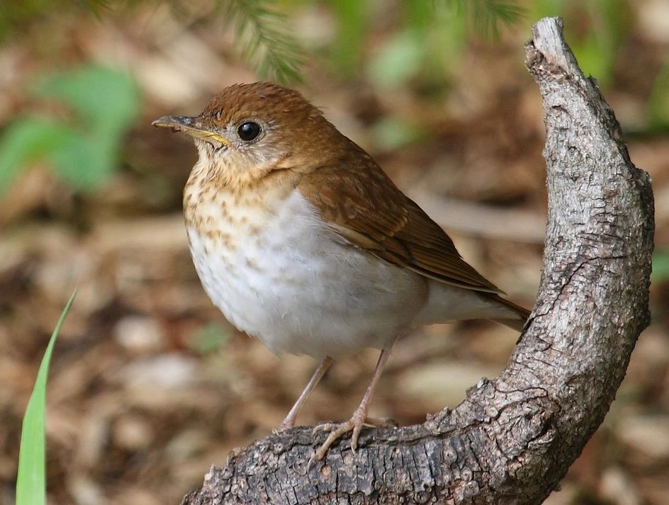 Veery | Birds Wiki | Fandom