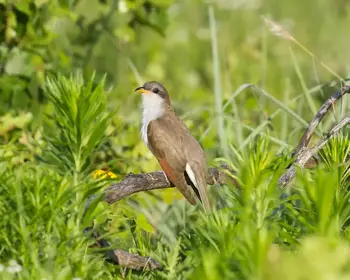 Yellow-Billed Cuckoo | Birds Wiki | Fandom