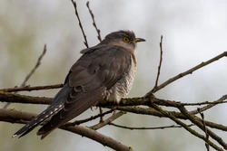 Common Cuckoo | Birds Wiki | Fandom
