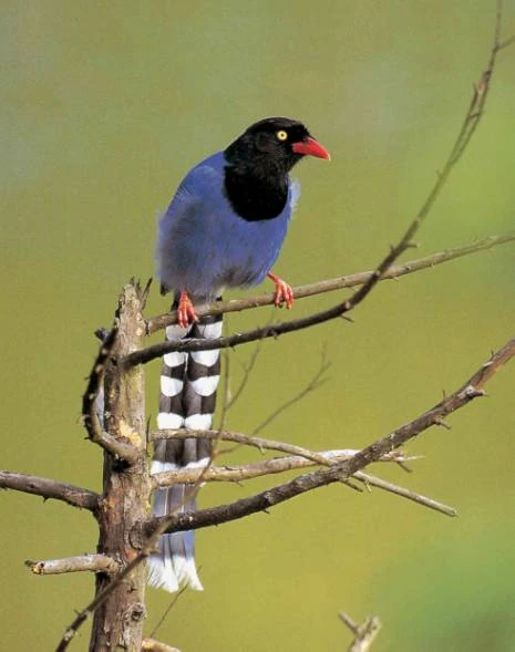 Taiwan Blue Magpie | Birds Wiki | Fandom