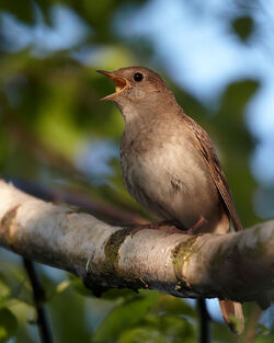 Thrush Nightingale | Birds Wiki | Fandom