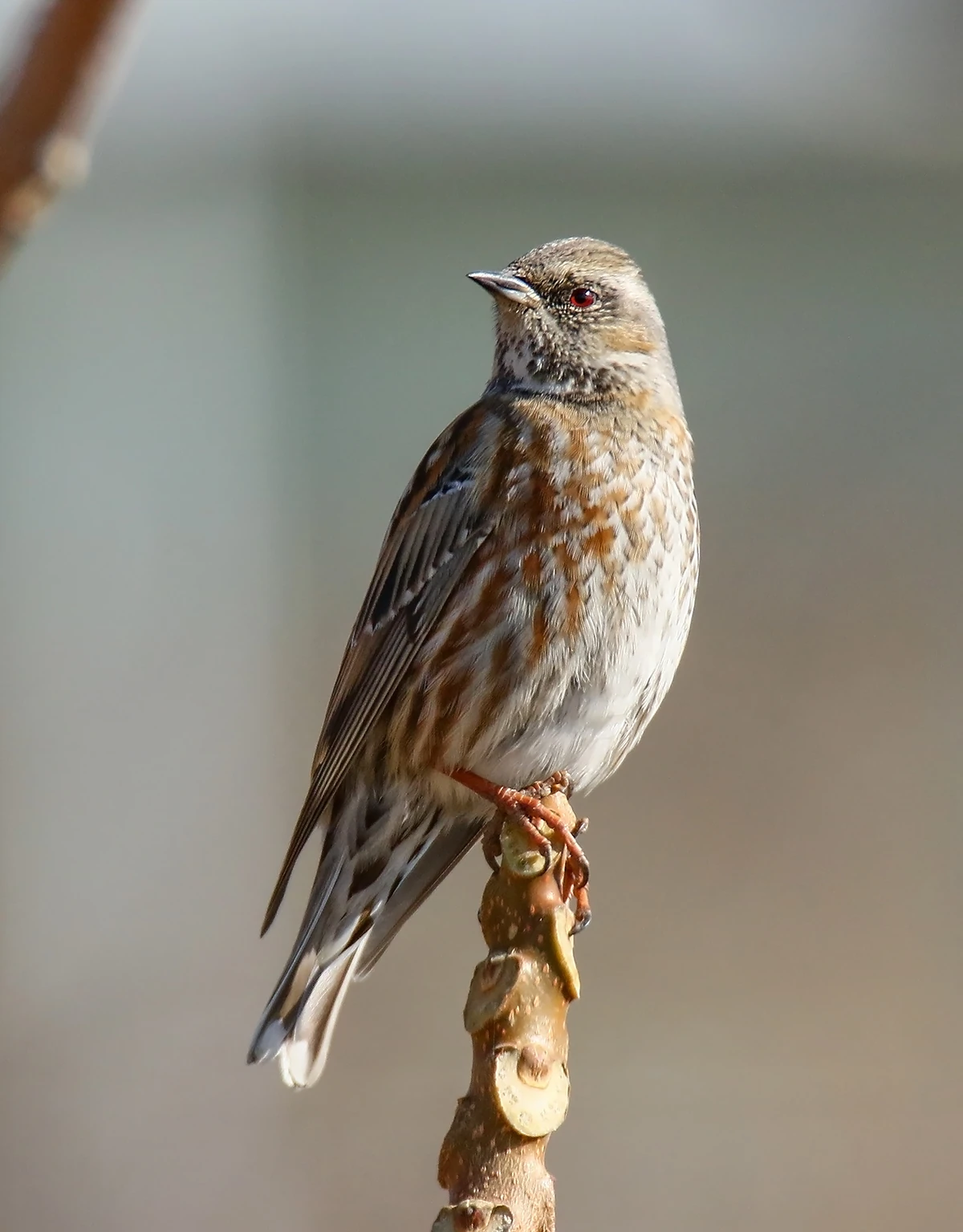 Altai Accentor | Birds Wiki | Fandom