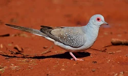 Diamond Dove | Birds Wiki | Fandom