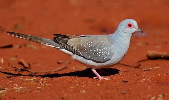Diamond Doves Laying Eggs