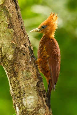Chestnut-colored Woodpecker | Birds Wiki | Fandom