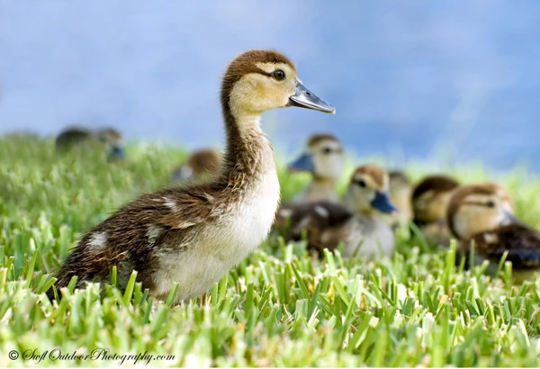 Duck | Birds Wiki | Fandom