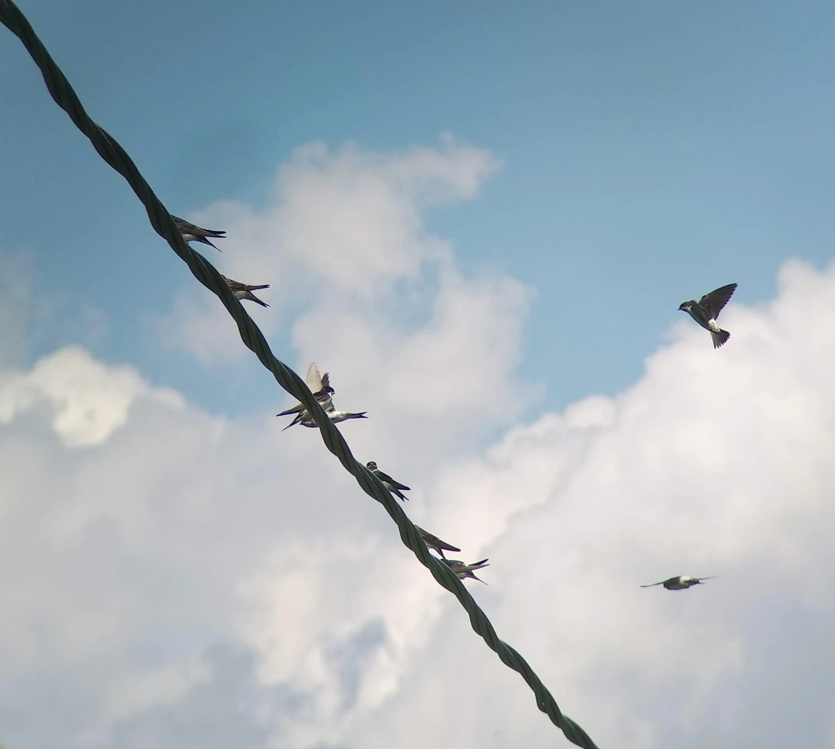 Common House Martin | Birds Wiki | Fandom