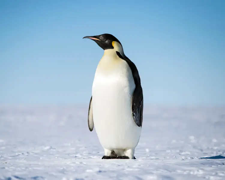 Emperor Penguin | Birds Wiki | Fandom