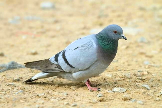 Hill Pigeon | Birds Wiki | Fandom