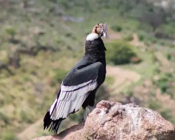Andean Condor | Birds Wiki | Fandom