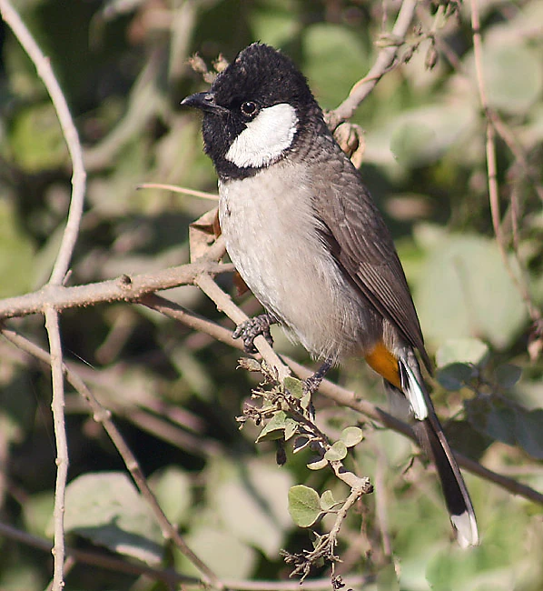 White-eared Bulbul | Birds Wiki | Fandom
