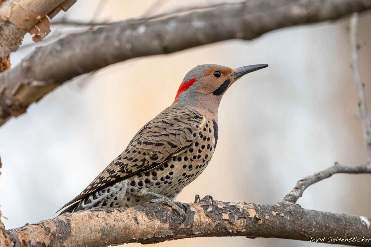 Category:Piciformes | Birds Wiki | Fandom