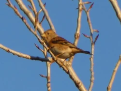 Brambling | Birds Wiki | Fandom