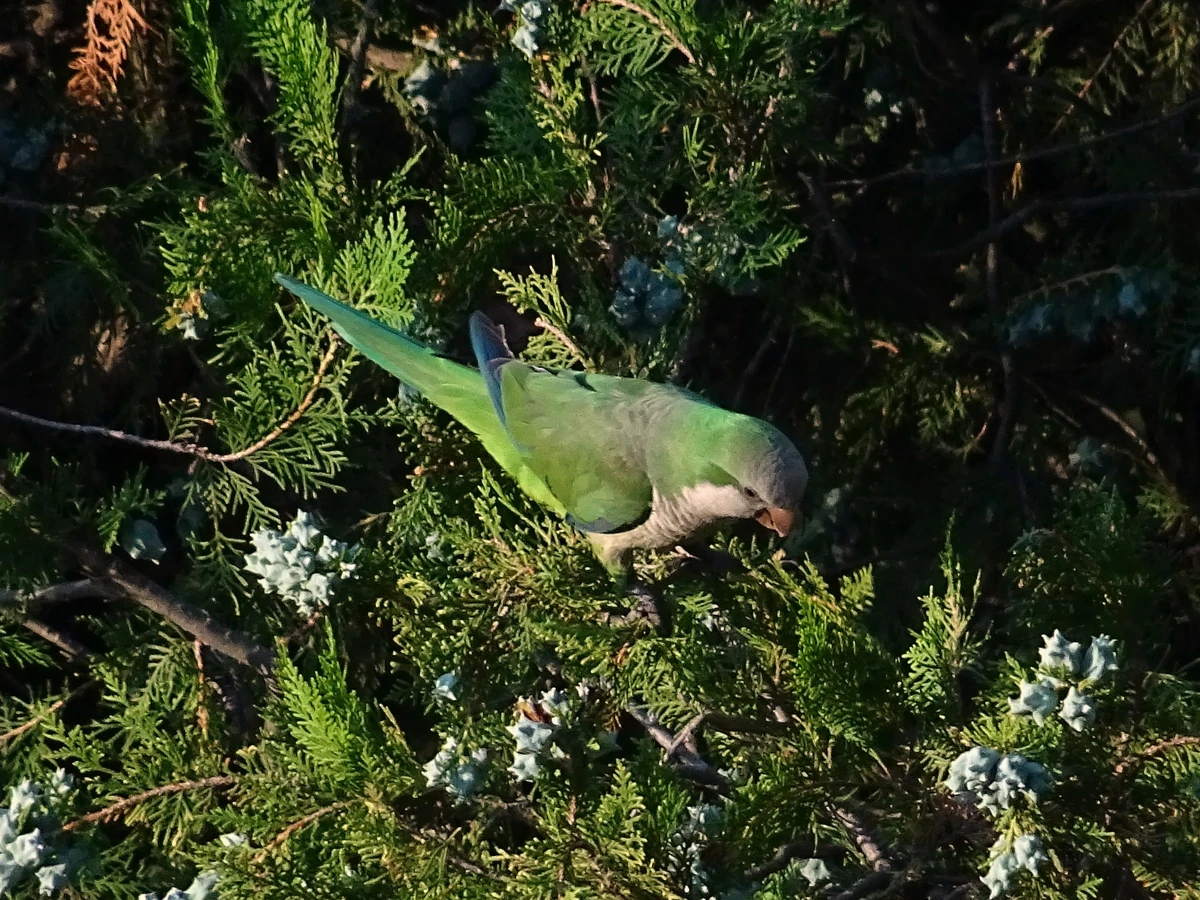 Monk Parakeet | Birds Wiki | Fandom