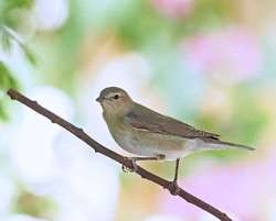 Garden Warbler | Birds Wiki | Fandom
