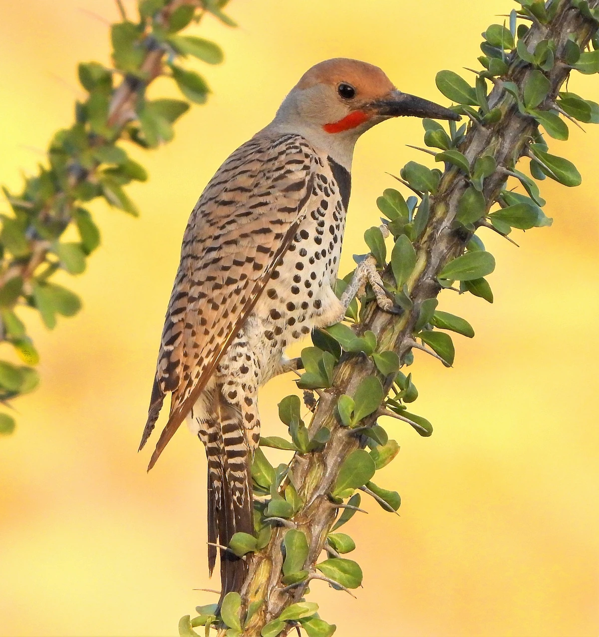 Gilded Flicker | Birds Wiki | Fandom