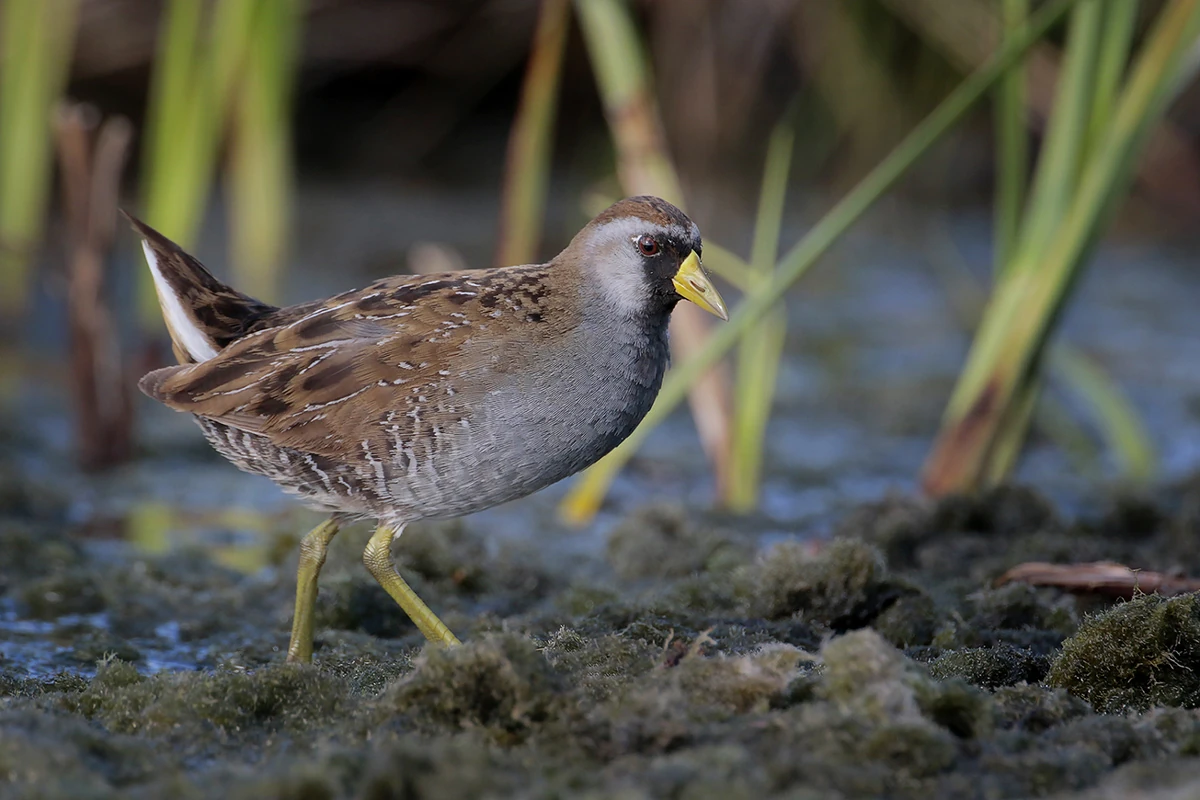 Sora | Birds Wiki | Fandom