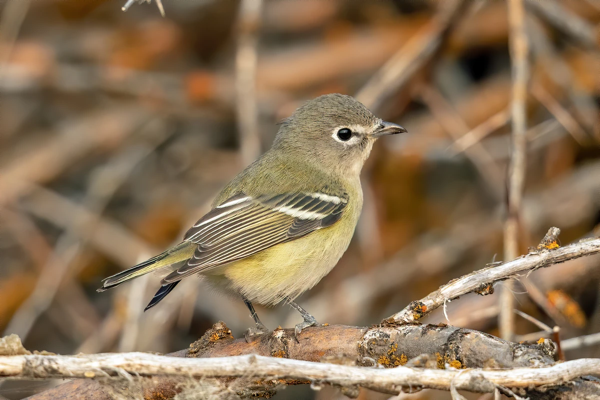 Cassin's Vireo | Birds Wiki | Fandom