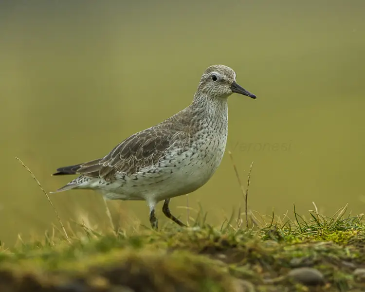 Red Knot | Birds Wiki | Fandom
