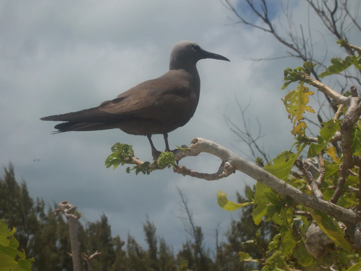 Lesser Noddy | Birds Wiki | Fandom