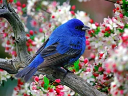 Indigo Bunting | Birds Wiki | Fandom