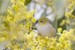 Silvereye | Birds Wiki | Fandom