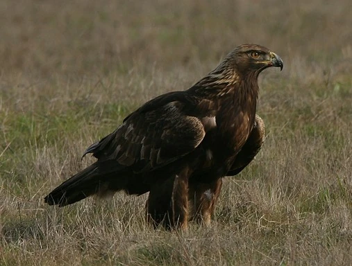 Category:Aquila | Birds Wiki | Fandom