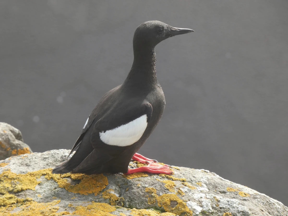Black Guillemot | Birds Wiki | Fandom